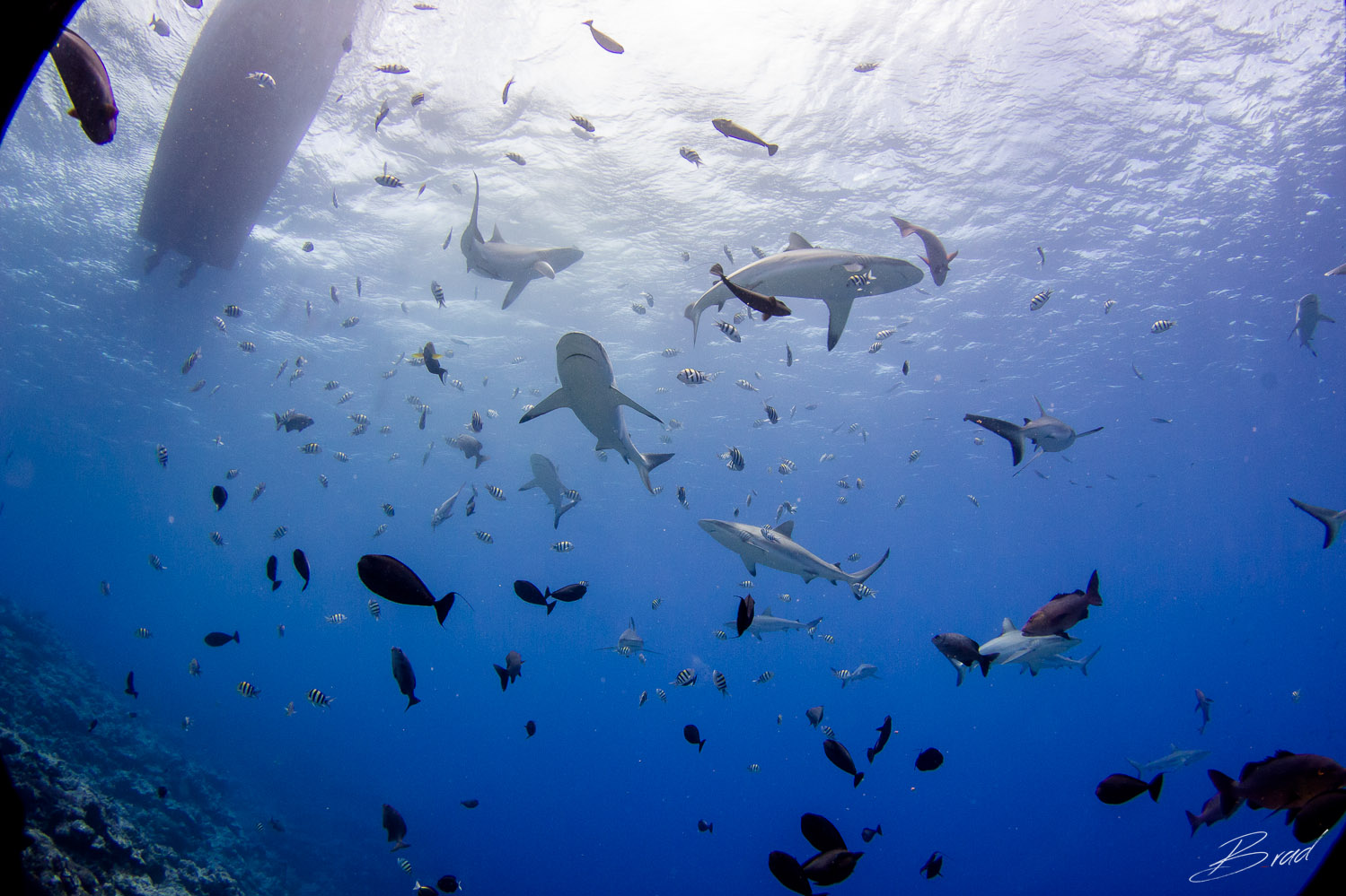 Yap Diving Guarantees - Manta Ray Bay Resort - Yap, Micronesia