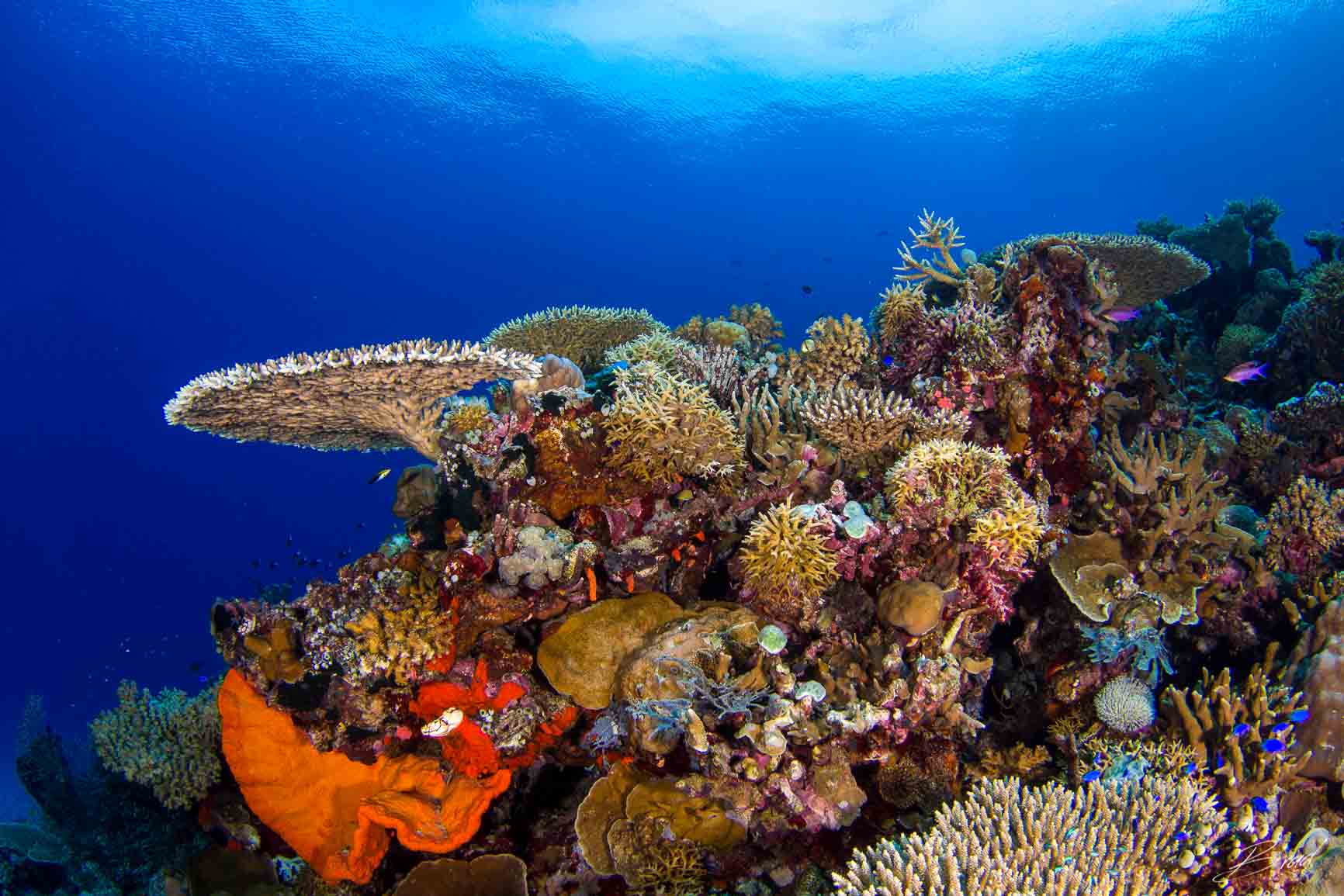 Philippines + Yap Special Combinations - Manta Ray Bay Resort - Yap ...