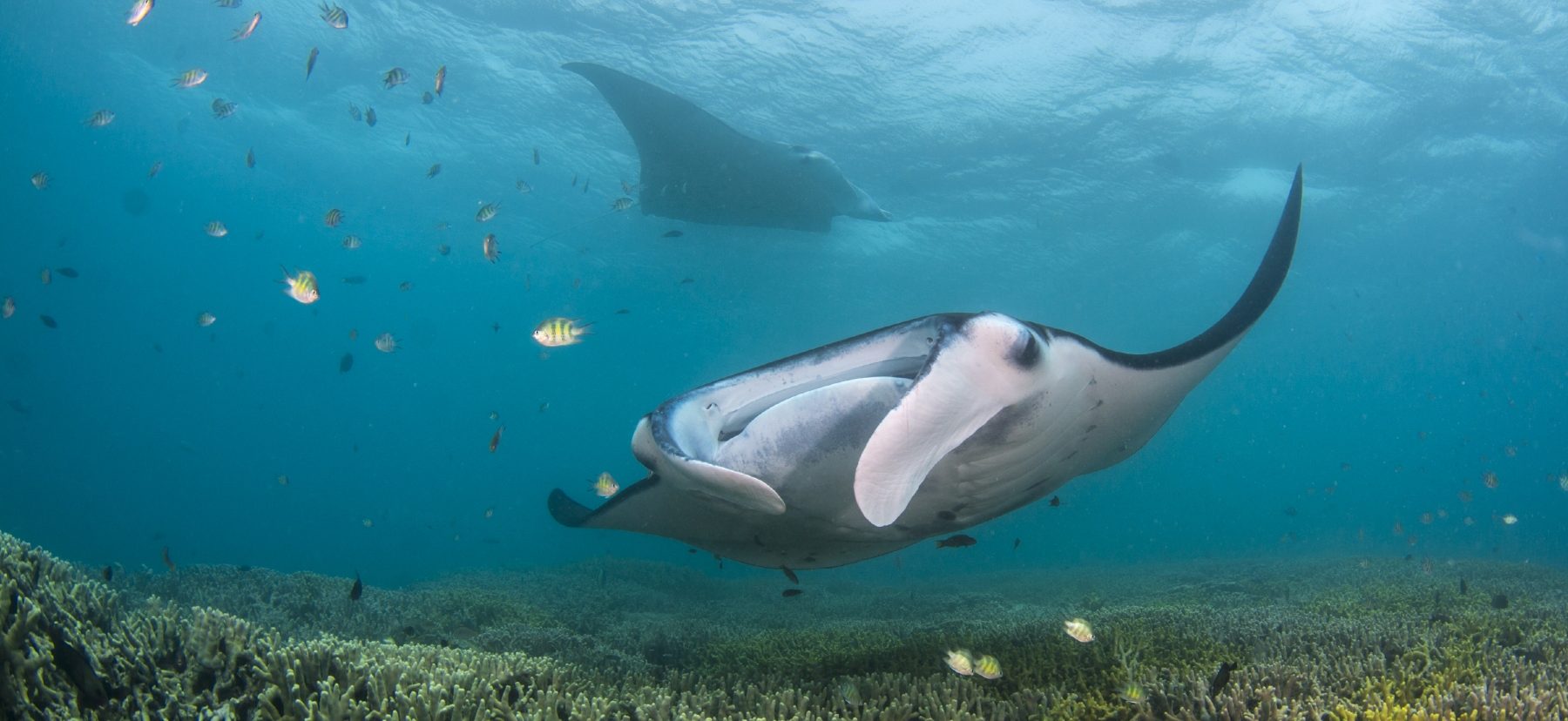 Special Events & Regional Partners - Manta Ray Bay Resort - Yap, Micronesia
