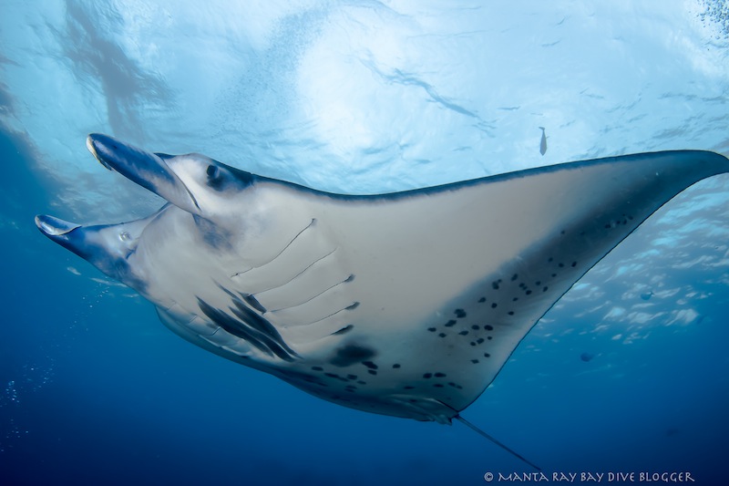 Manta Mating Season - Manta Ray Bay Resort - Yap, Micronesia