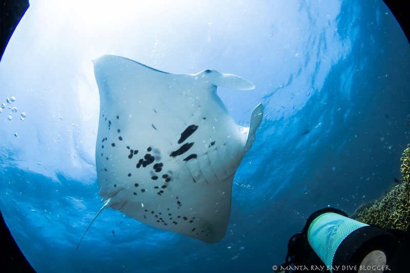 Manta Mating Season - Manta Ray Bay Resort - Yap, Micronesia