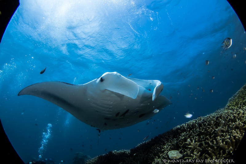 Manta Mating Season - Manta Ray Bay Resort - Yap, Micronesia