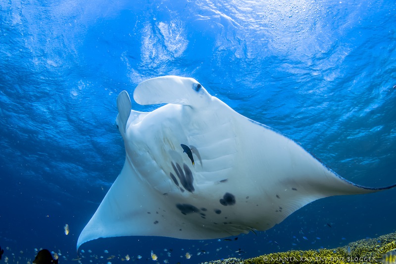 Manta Mating Season - Manta Ray Bay Resort - Yap, Micronesia