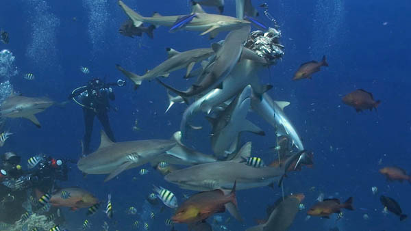 Peter Schneider's First Shark Dive in Yap - Manta Ray Bay Resort - Yap ...