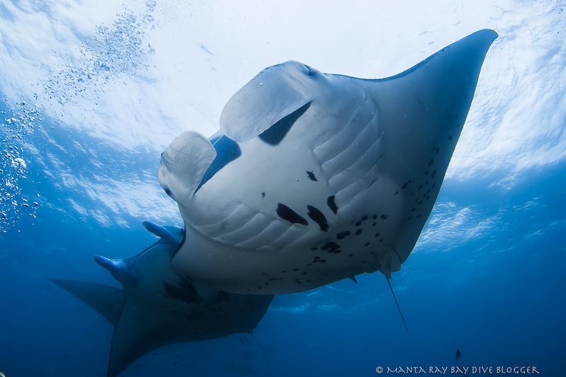 Manta Mating Season - Manta Ray Bay Resort - Yap, Micronesia