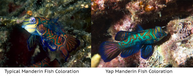 Unique Yap Manderin Fish Coloration? - Manta Ray Bay Resort - Yap ...